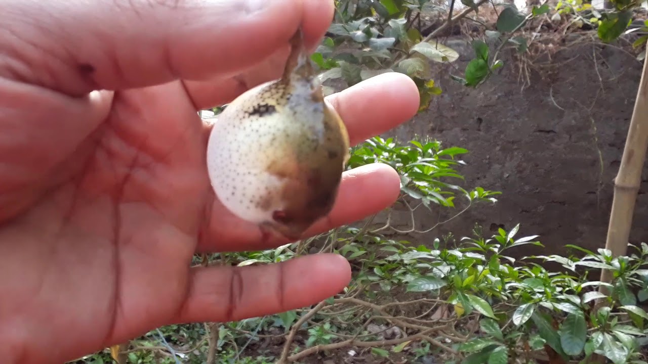 potka fish (butete butiti fish) - YouTube