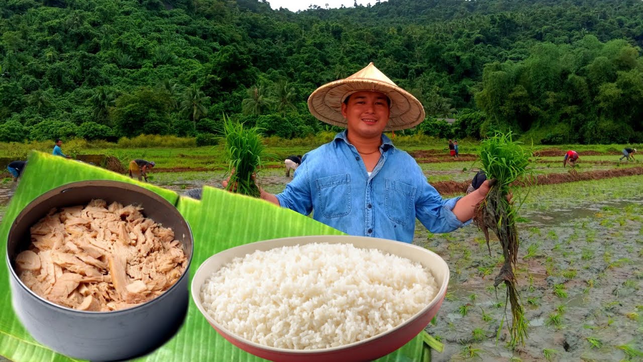 RICE PLANTING AND COOKING SIMPLE MEAL! Inspired by GAYYEM BEN | Life in ...