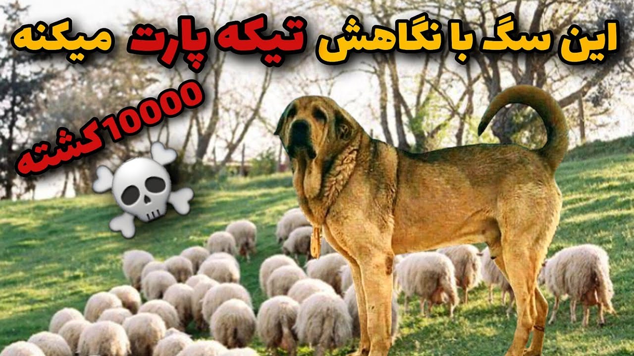 معرفی سگ پژدر ایرانی پژدر سگی که ترس به دل دزدان می اندازد 😱 Youtube