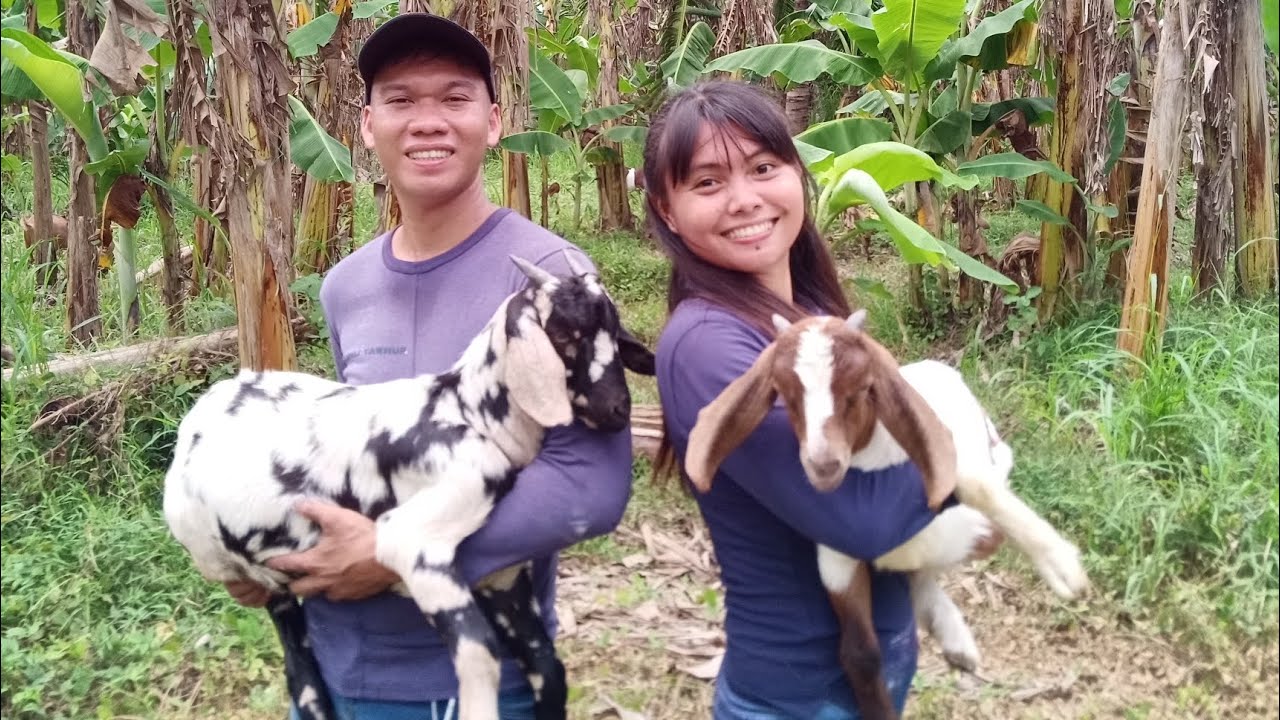 Pure breed dappled boer goat - YouTube