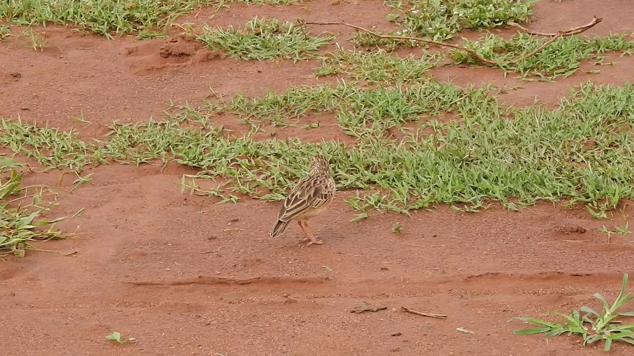 Jerdon's Bushlark at Hessaraghatta Lake, Bengaluru - YouTube