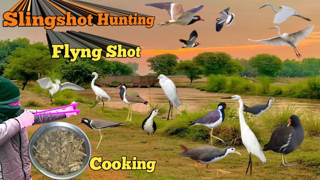 How to use a slingshot like a pro | Slingshot Hunting bird / handmade ...