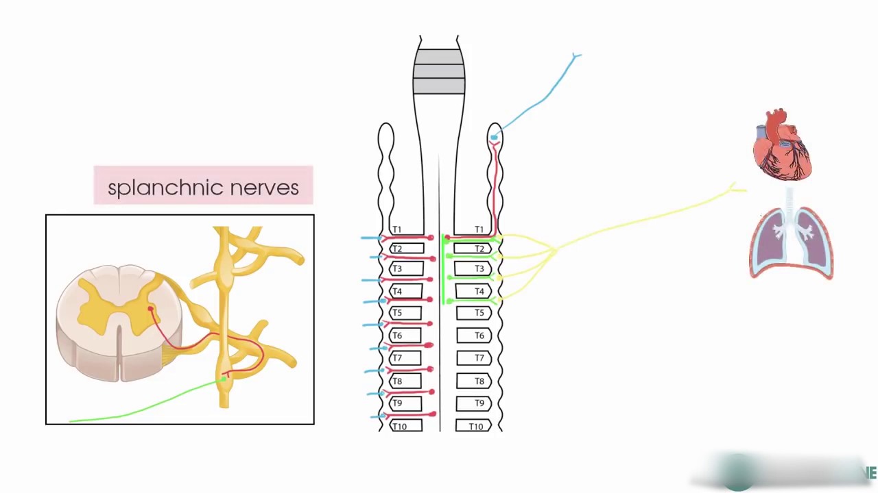 sympathetic innervation of skin, vasomotor, pseudomotor, pilomotor, and ...