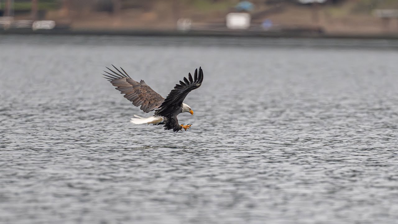 Bald Eagle Grabs a Fish, Sony A1ii/Sony Alpha1ii, 4k Frame Animation ...