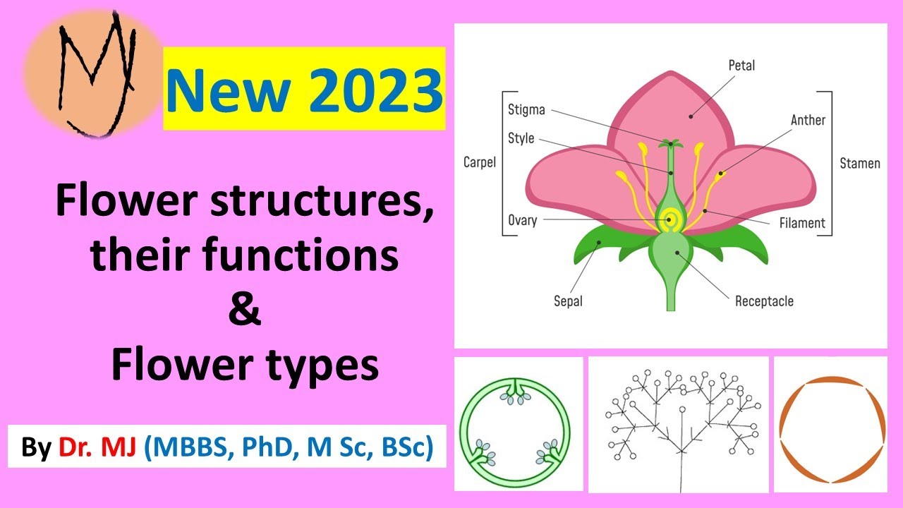 Flower structure, functions, types, terminologies, new 2023, with audio ...
