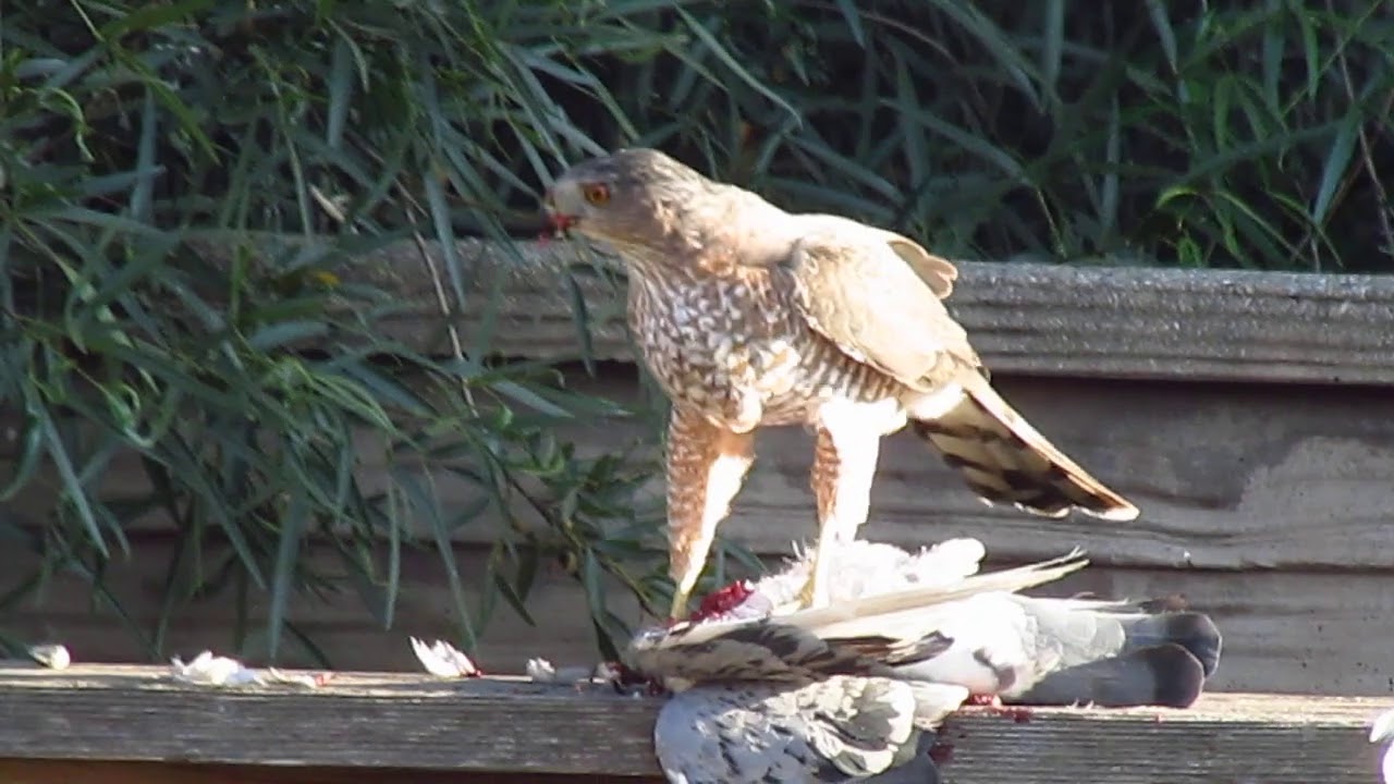 Cooper's Hawk Captured Pigeon, 4/10 - YouTube