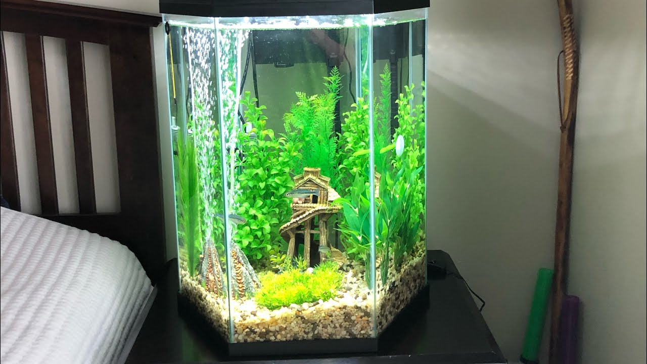 Stocking My 20 Gallon Hexagonal Tank With Fish - YouTube