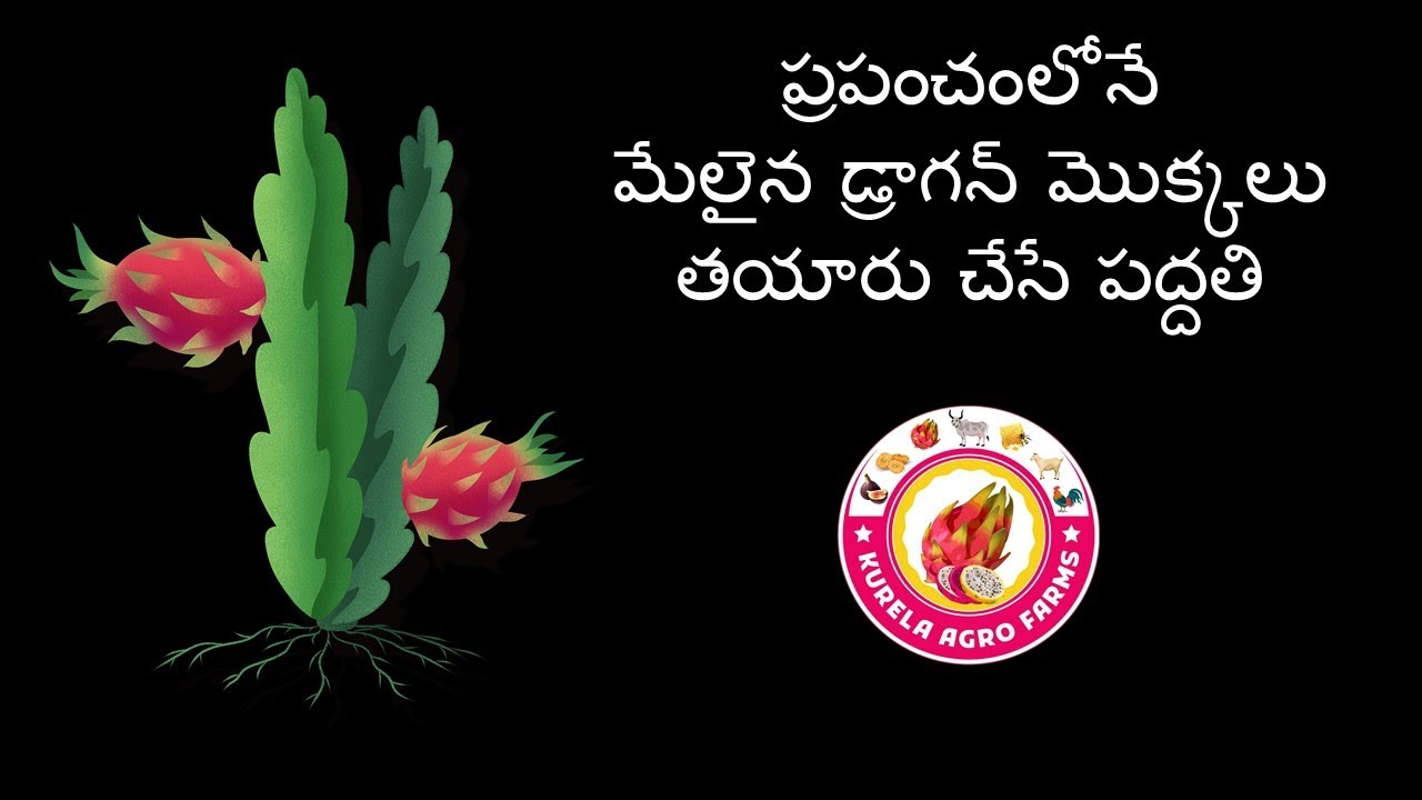 How to Grow Healthy Dragon Fruit Plants | Dragon Farming Guide - YouTube