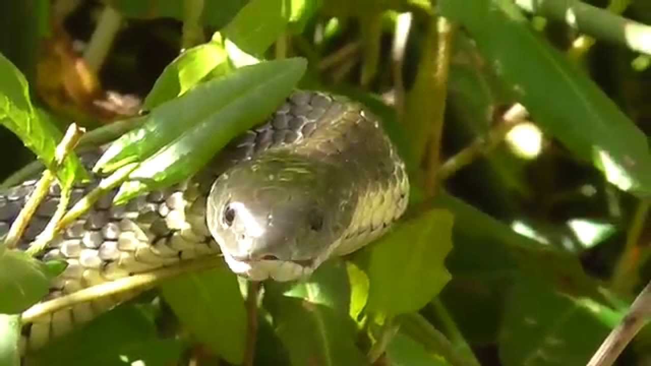 Tiger Snake Threat Display - YouTube