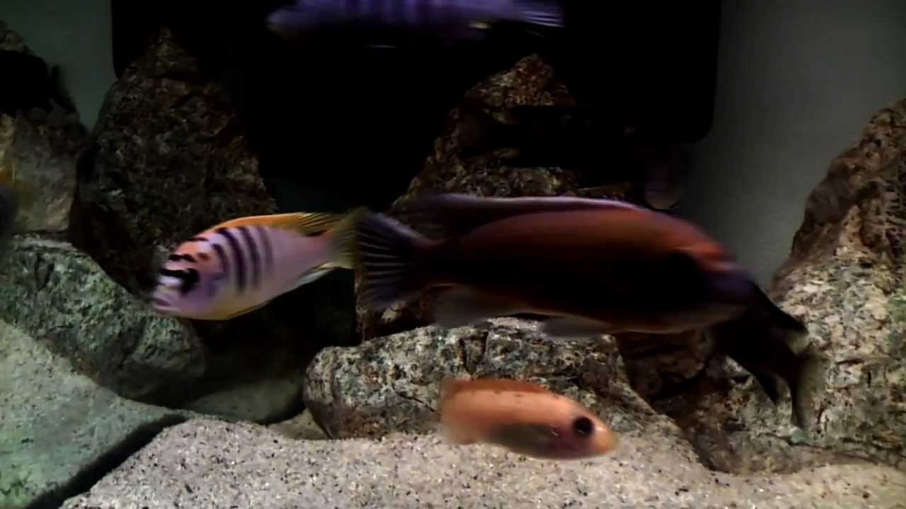 Labidochromis Hongi Red Top Kimpuma - furious boy - - YouTube