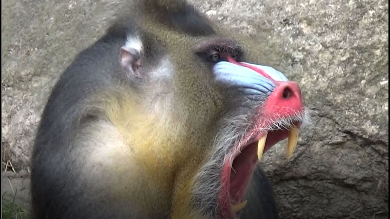 Mandrill Attack Human