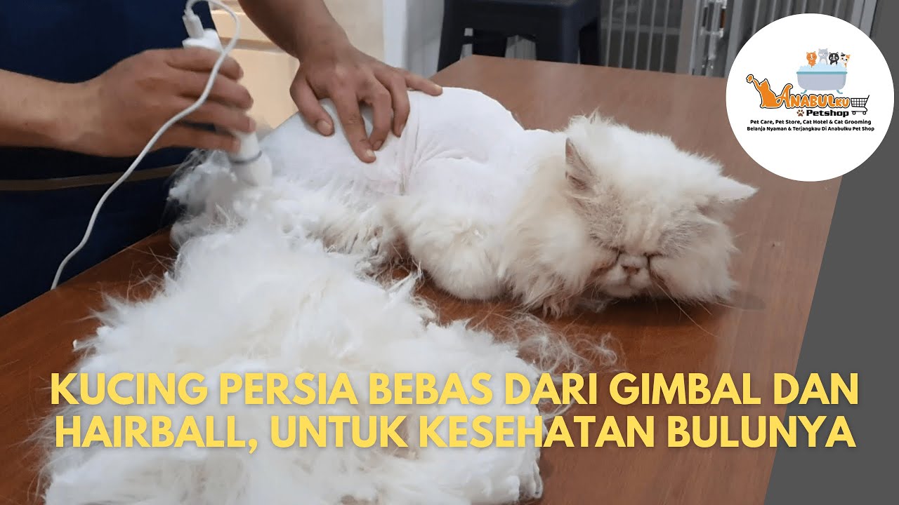 BEBAS GIMBAL DAN HAIRBALL, PROSES CUKUR LION CUT PADA KUCING PERSIA ...
