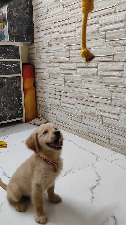 #Golden retriever puppy - YouTube