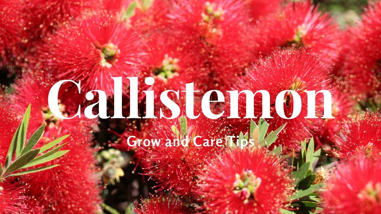 Callistemon: Grow and Care Tips - YouTube