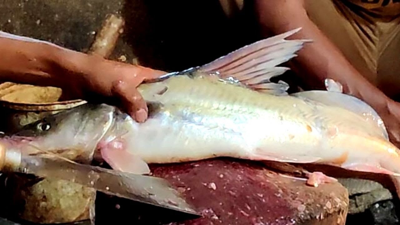 Sperata Aor Long-Whiskered Catfish Cutting in Bangladesh | Ayer Fish ...