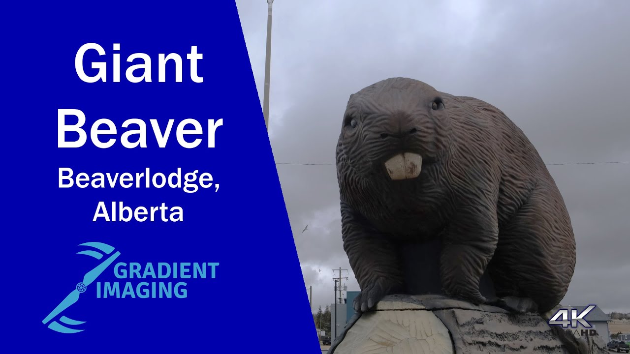 World's Largest Beaver - YouTube