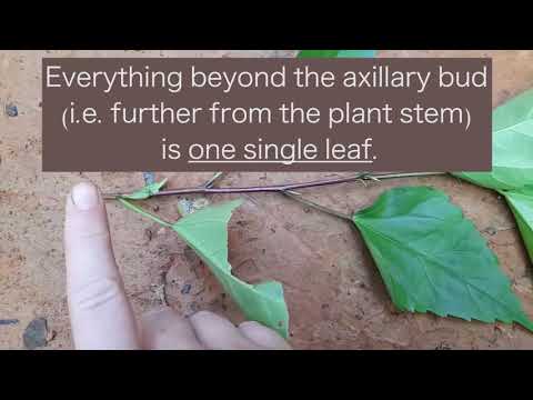 Looking At Leaves: Simple Vs. Compound Leaves - YouTube