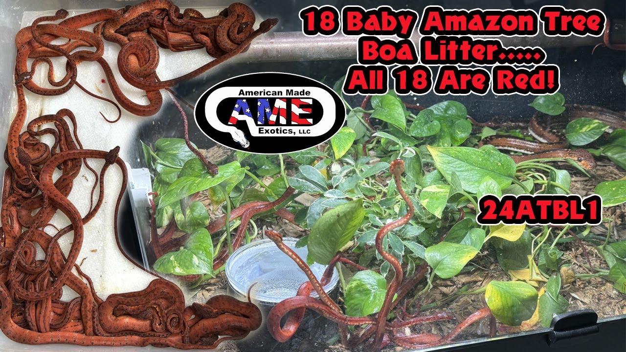 18 Baby Amazon Tree Boa Liter.... All 18 are Red!! 24ATBL1 AME - YouTube