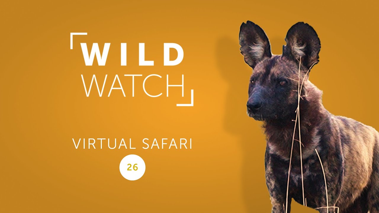 BONUS EPISODE | Digging dogs (part 2) | WILDwatch Virtual Safari 26 - YouTube