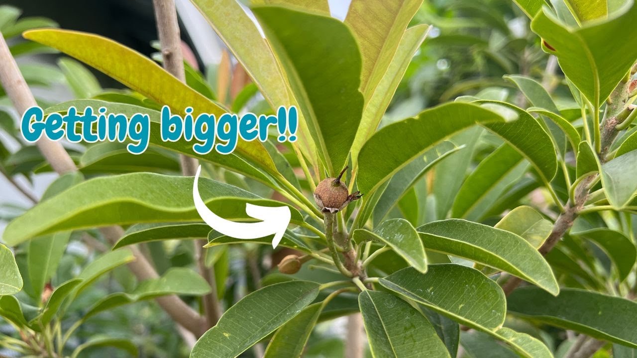 Sapodilla Alano - Fruits are getting bigger - YouTube