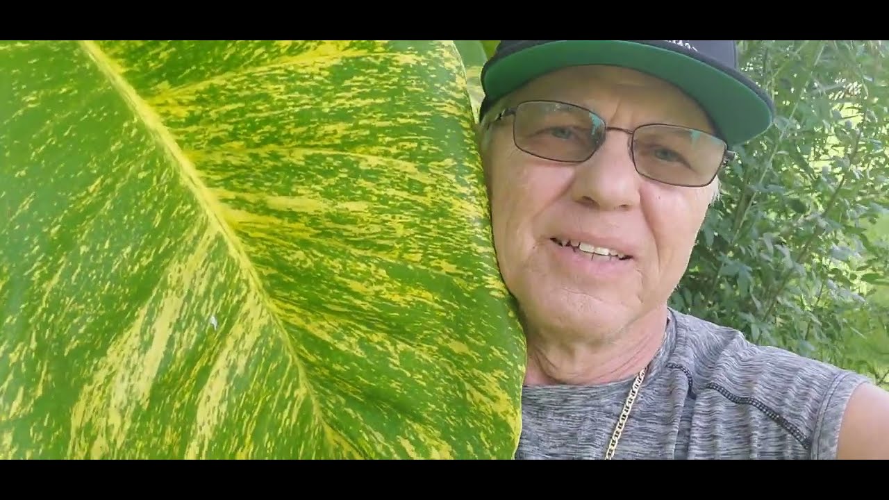 Huge 75+ foot long Golden Pothos growing in my neighborhood ! - YouTube