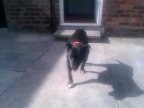 R.I.P Our Lovely CARA XXX