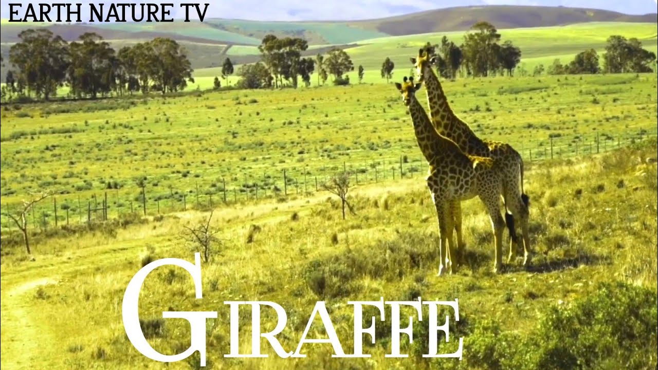 Giraffe - music @earthnaturetv4154 - YouTube