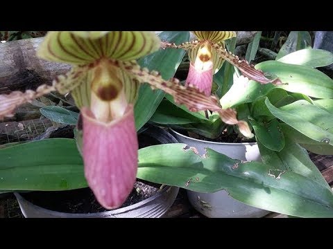 Terkeren 25+ Gambar Anggrek Selop - Gambar Bunga Indah