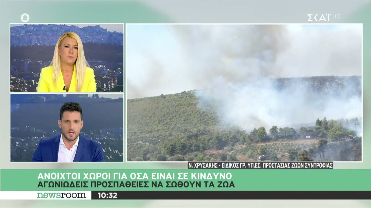 Φωτιά στην Αττική - Αγωνιώδεις προσπάθειες να σωθούν τα ζώα | Newsroom ...