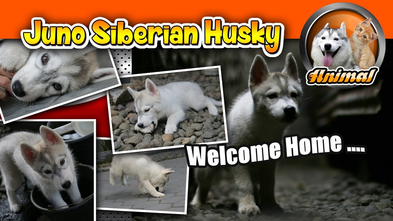Juno Siberian Husky - Kecil Sampai Gede - YouTube