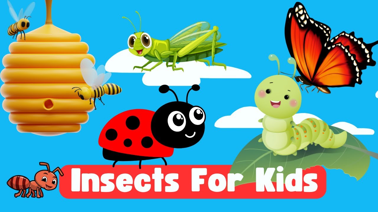 INSECTS FOR KIDS Learning | Insect Names for Children, Toddlers, KG ...
