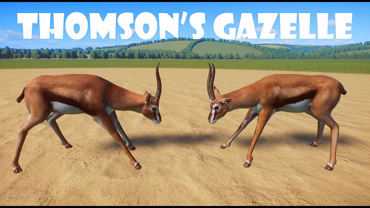 Thomson's Gazelle Battle in Planet Zoo - Planet Zoo Fight - YouTube