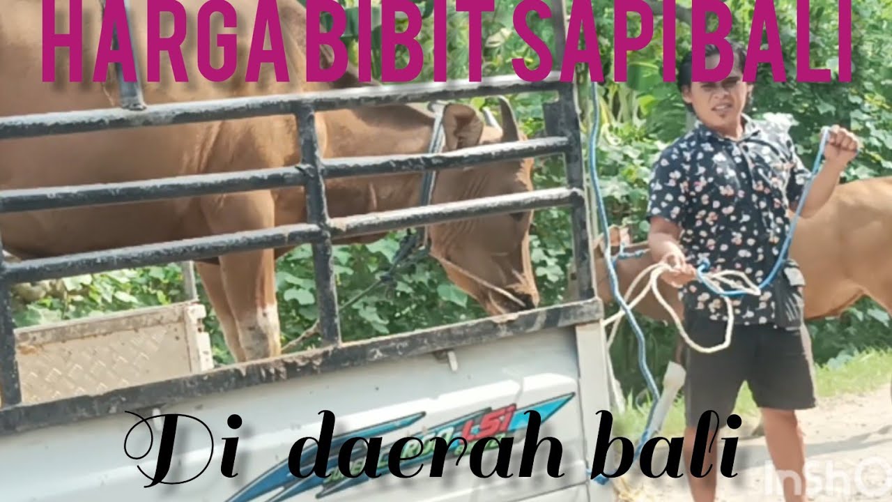 Bibit sapi Bali super dengan harga murah - YouTube