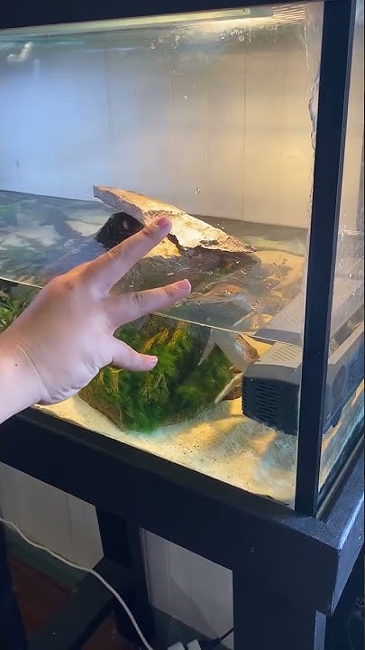 Baby Crocodile tries to bite my hand #shorts - YouTube