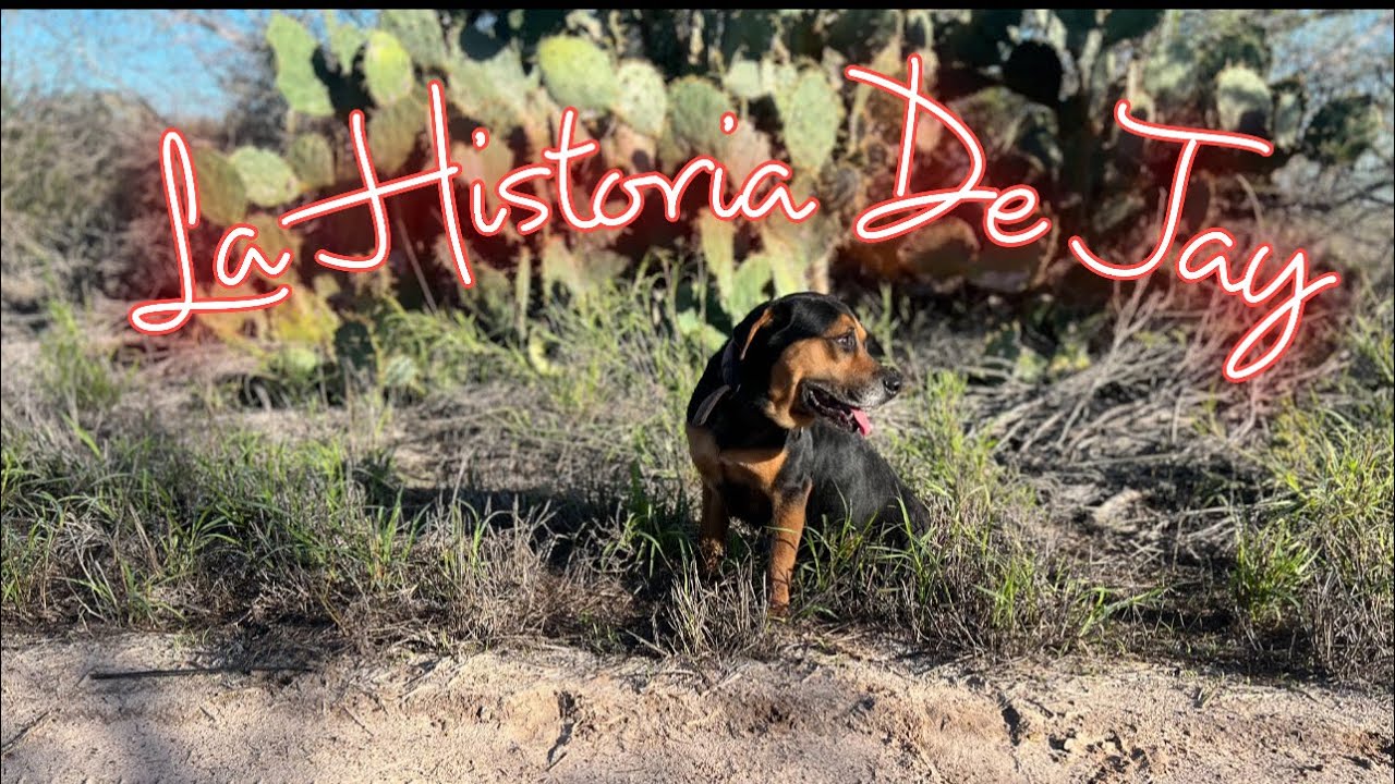 Perro De Rancho (JAY) - YouTube