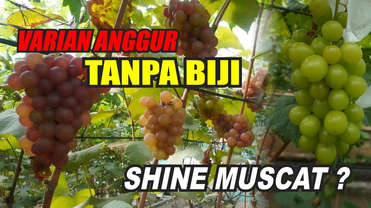 VARIAN ANGGUR MURNI TANPA BIJI - YouTube