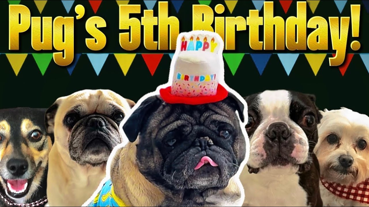 Cute Pug Has A LOT of Dogs at His Birthday Party!! - YouTube