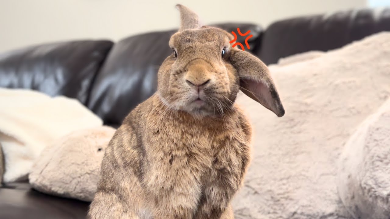 When Rabbit Gets Alien Signals!🐰🛸 - YouTube