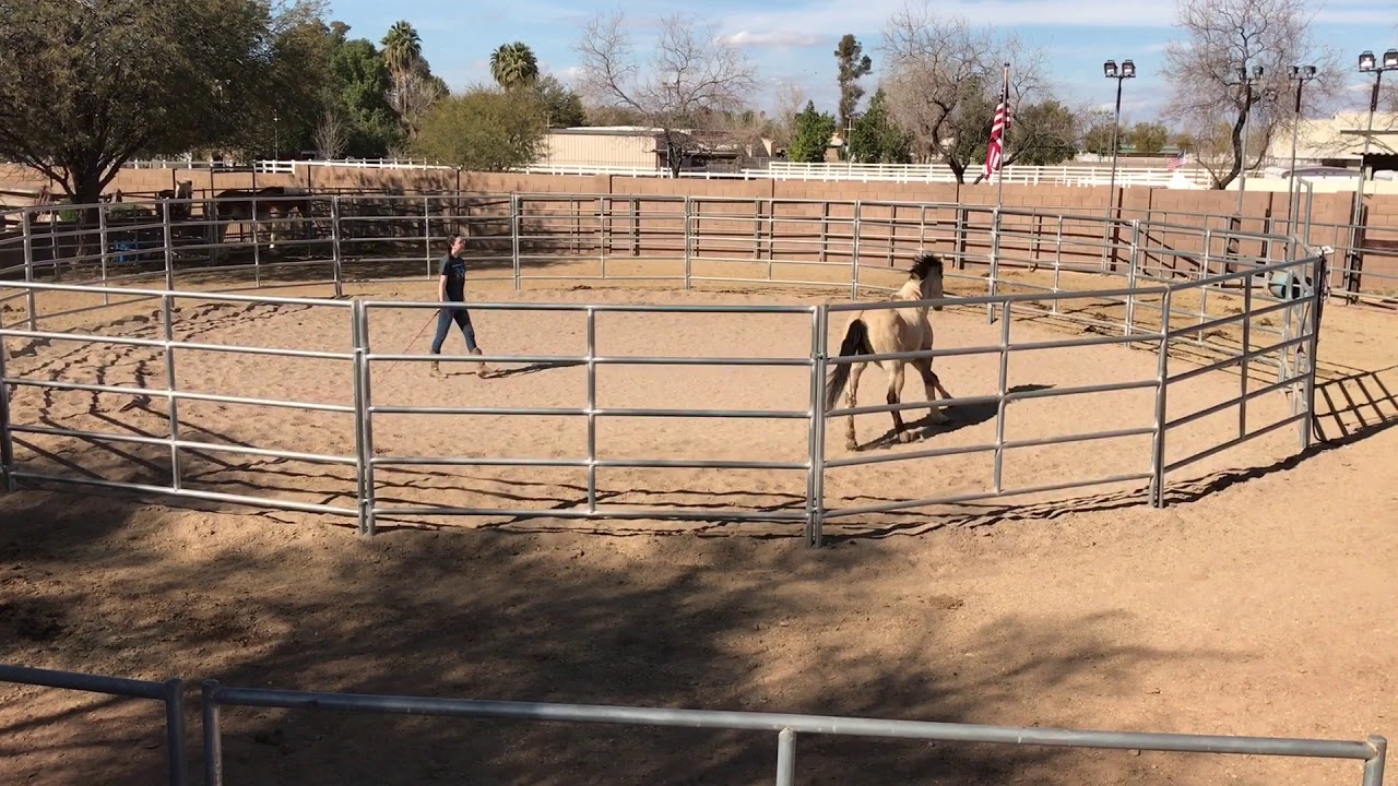 Molly Step 3 Groundwork Lesson 1 Cont - YouTube