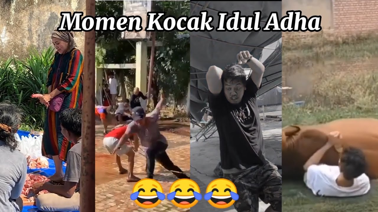 Momen Lucu Idul Adha, Video Kocak Sapi Ngamuk -Teman Tertawa - YouTube