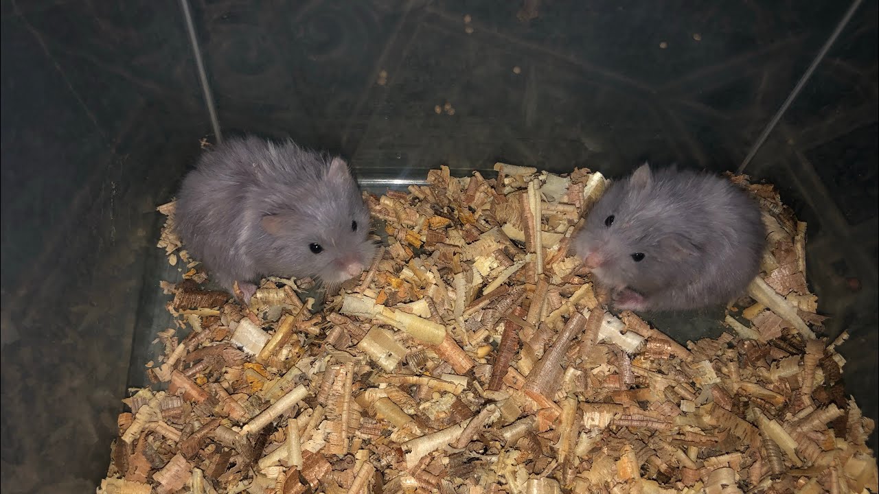 Roborovski Blue and Campbell Dwarf hamster Blue Rex, Ano ang kanilang ...
