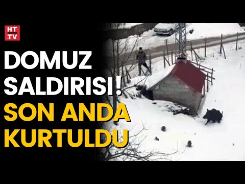 Domuz saldırısından son anda böyle kurtuldu!