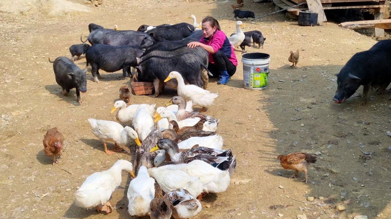Building new life, move farm, goat barn, pigs, chicken - Ban Thi Diet ...