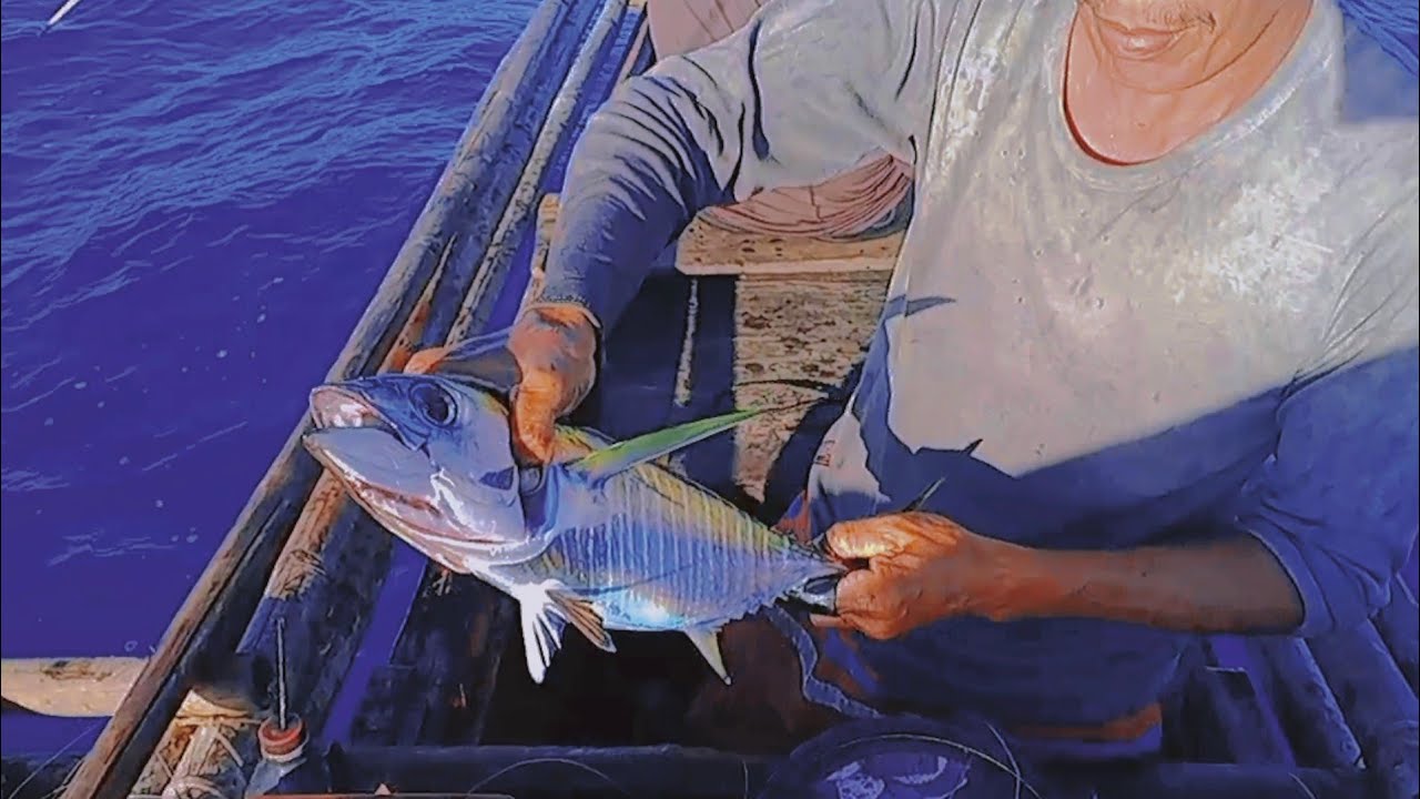 CATCHING YELLOW FIN,TUNA AND SKIPJACK/HANDLINE FISHING - YouTube
