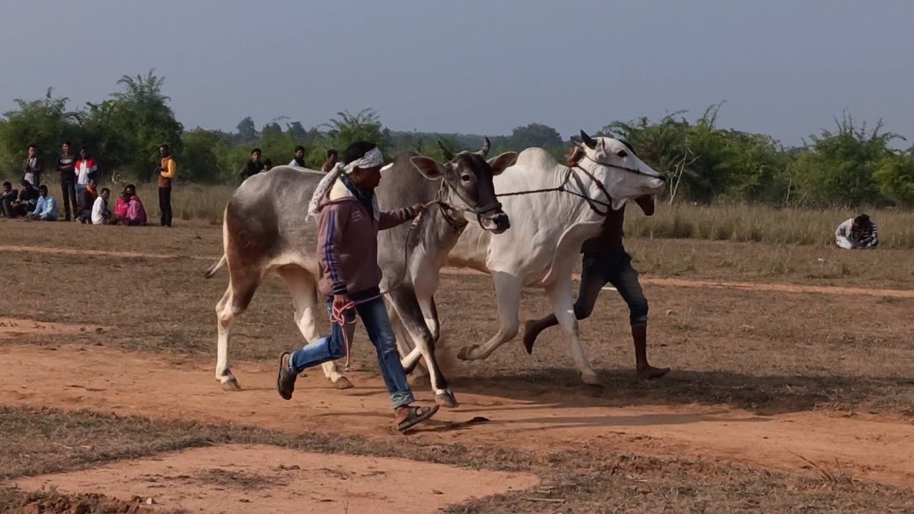 soheb patel nandi | racing bull | ox race - YouTube