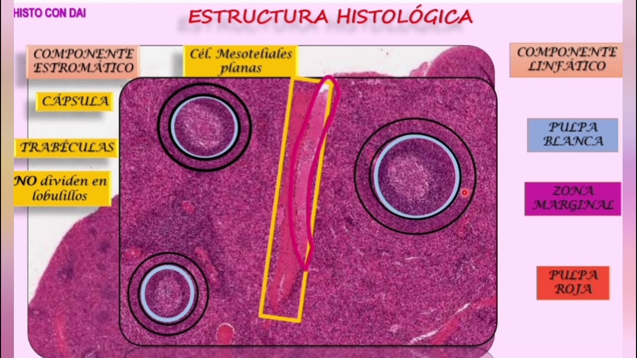 Bazo Histología - YouTube