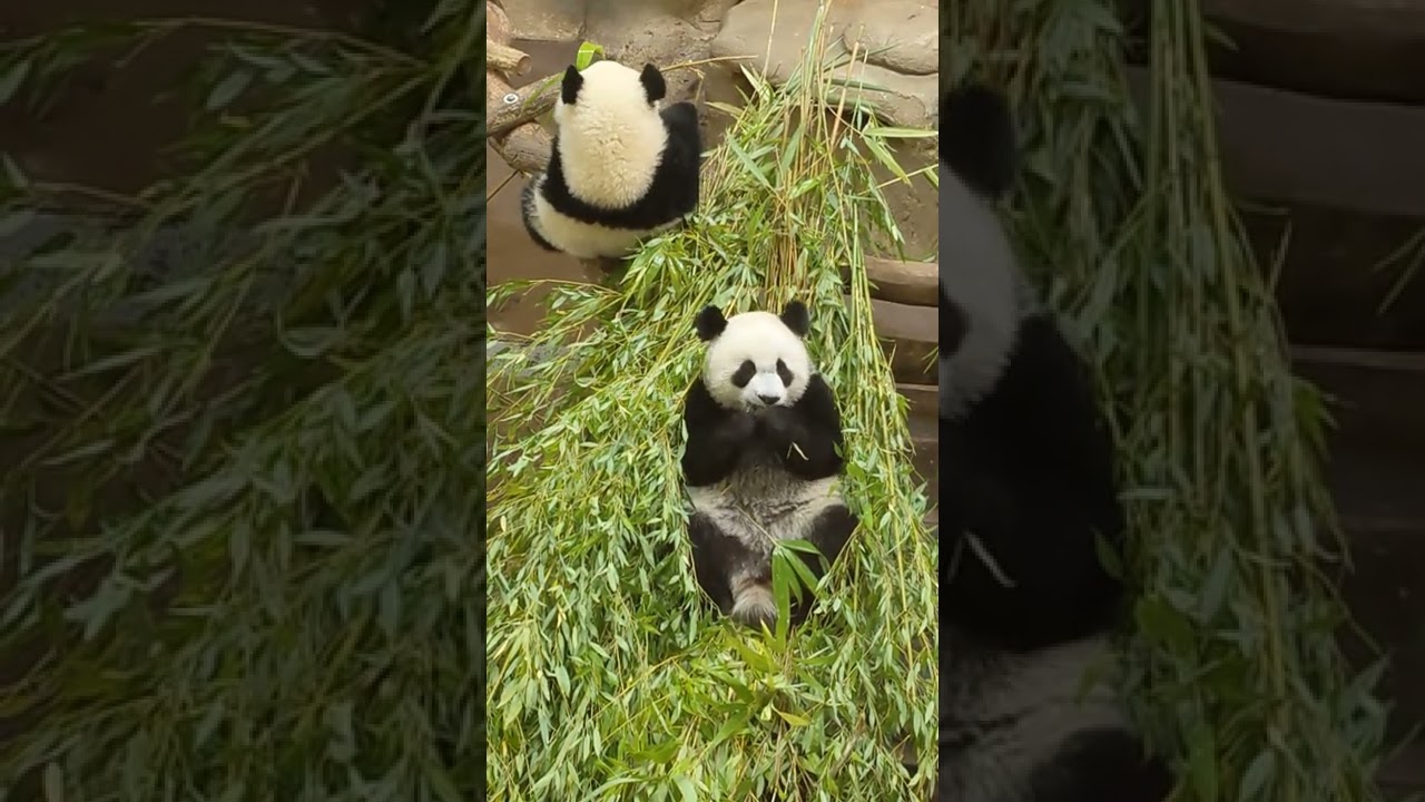 Panda Babys - Teil 2 - YouTube