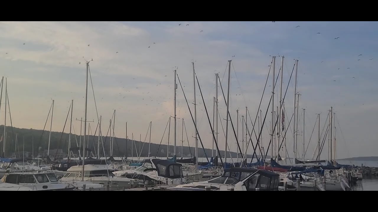 Invasion Of The Seagull #breathtakingviews #senecalake #seagullwatch ...
