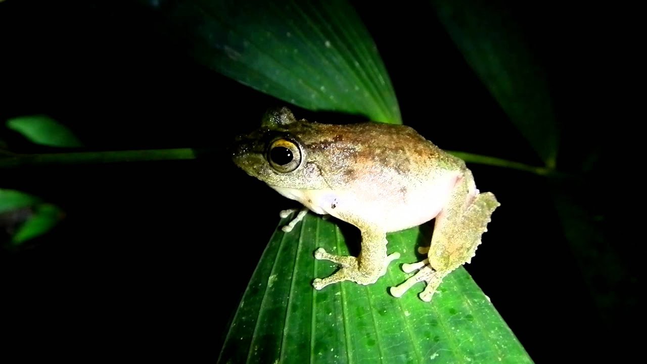 Frilled Tree Frog (Kurixalus appendiculatus) Calling - YouTube