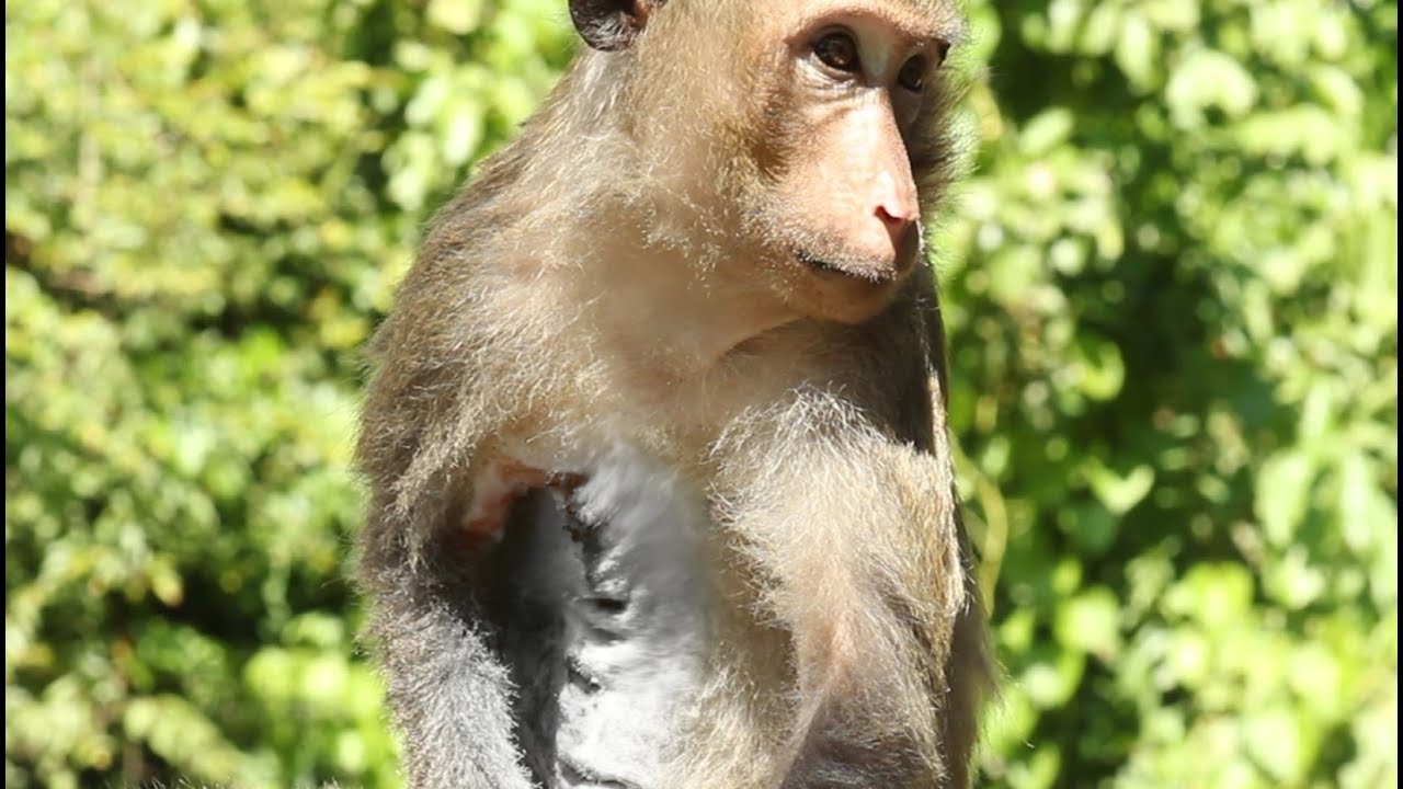 MONKEY battles for his LIFE after ELECTRIC shock - YouTube